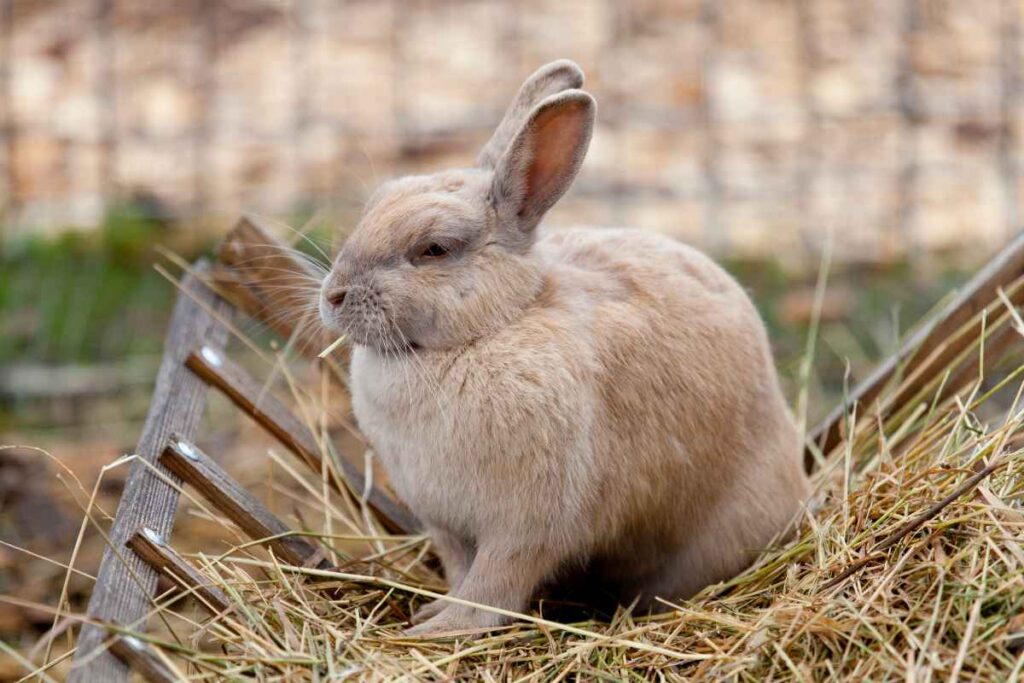 What to Do if Your Rabbit Refuses to Eat Hay? – Urbaki Pets