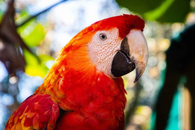 Why Do Parrots Mimic Speech? The Science of Talking Birds – Urbaki Pets