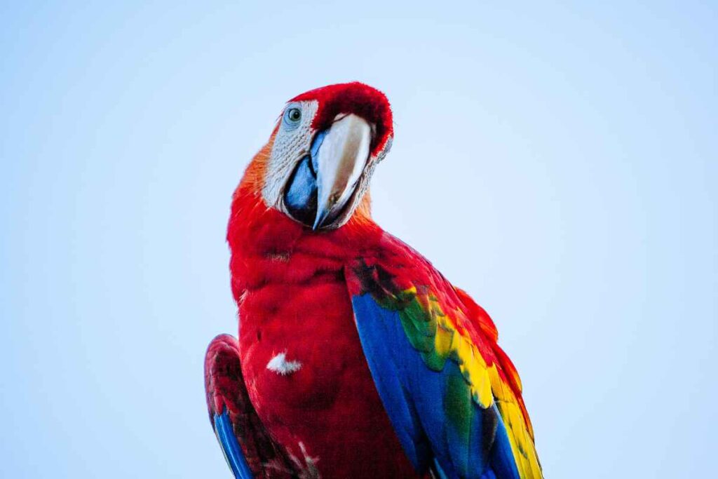 Why Do Parrots Mimic Speech? The Science of Talking Birds – Urbaki Pets