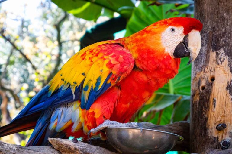 Why Do Parrots Mimic Speech? The Science of Talking Birds – Urbaki Pets
