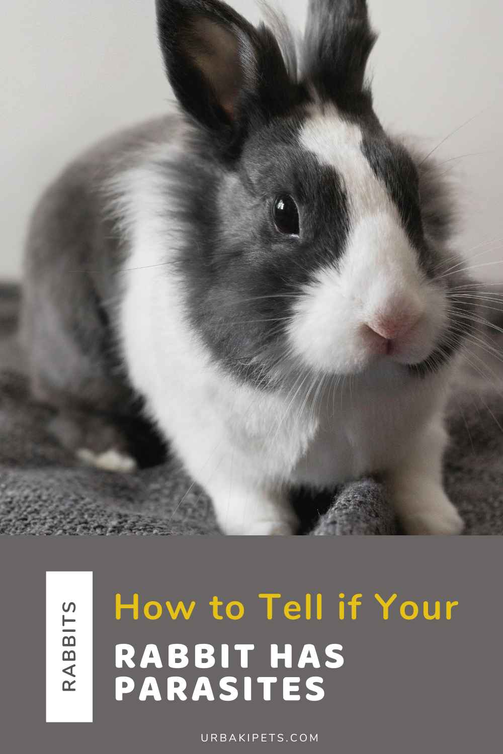 How to Tell if Your Rabbit Has Parasites – Urbaki Pets