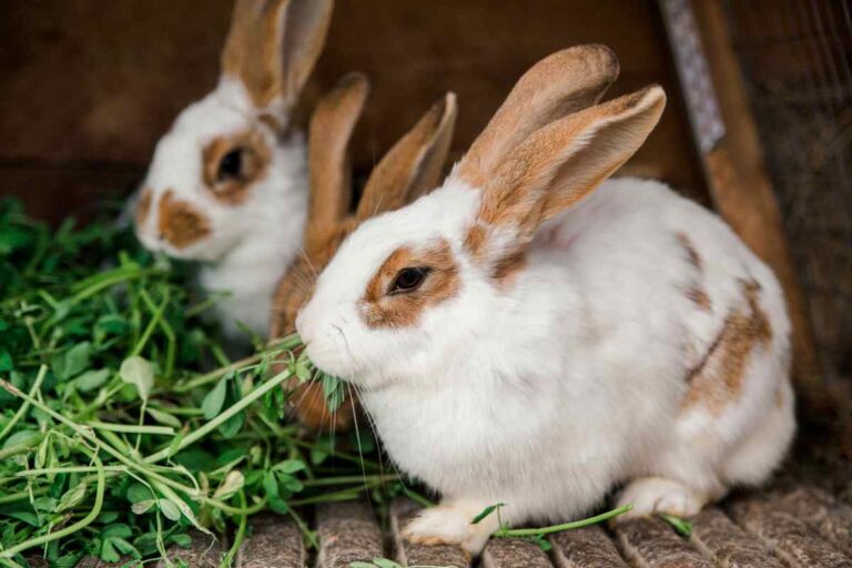 How to Tell if Your Rabbit Has Parasites – Urbaki Pets
