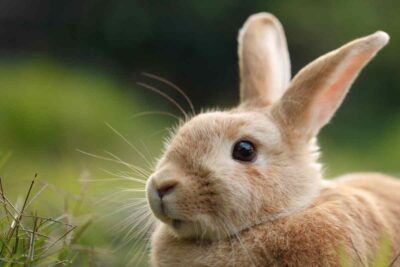 How to Tell if Your Rabbit Has Parasites – Urbaki Pets