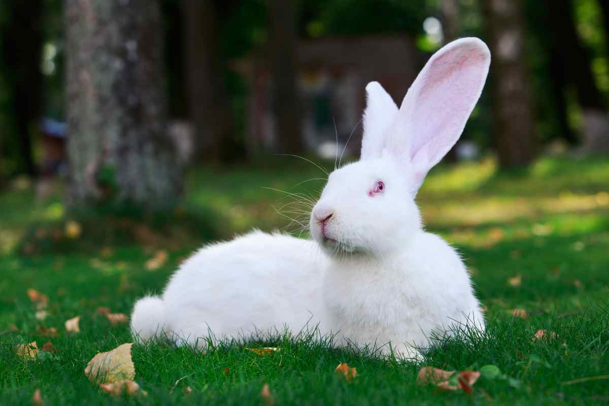 How to Tell if Your Rabbit Has Parasites – Urbaki Pets