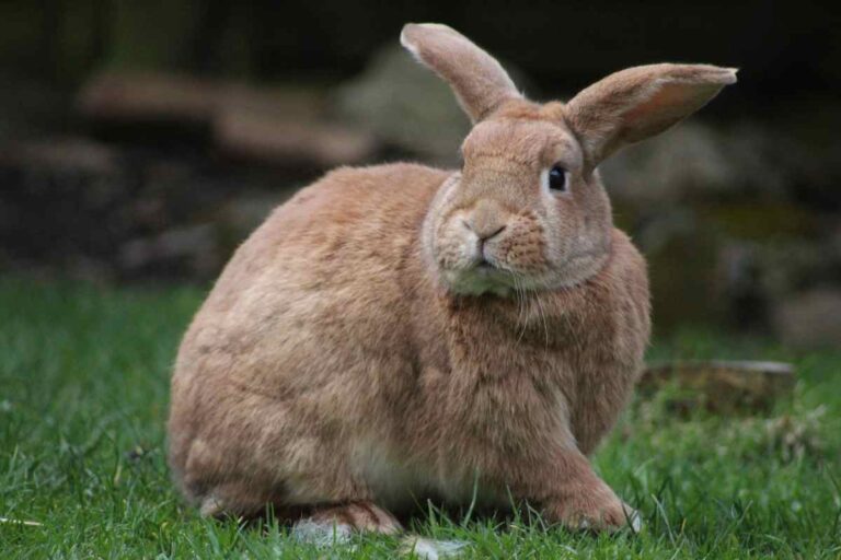 How to Tell if Your Rabbit Has Parasites – Urbaki Pets