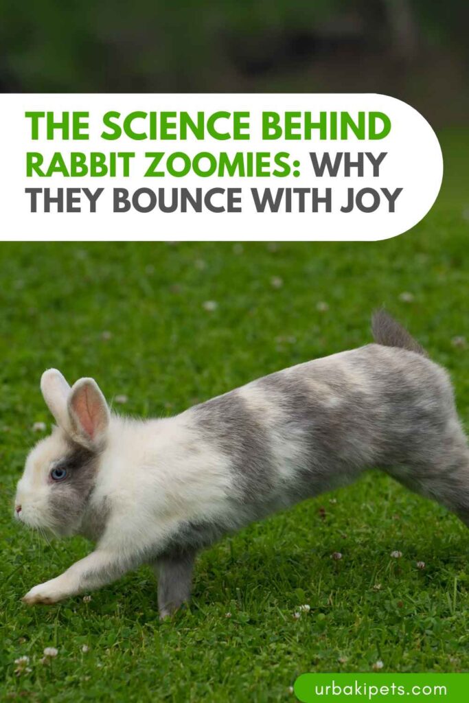 The Science Behind Rabbit Zoomies: Why They Bounce with Joy – Urbaki Pets