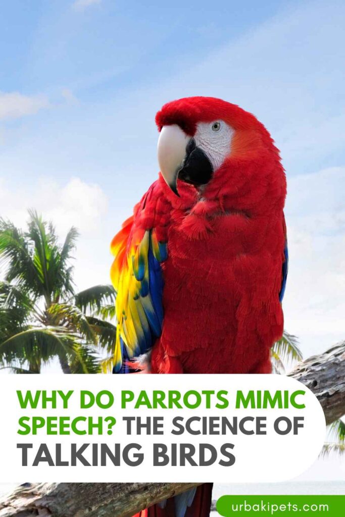 Why Do Parrots Mimic Speech? The Science of Talking Birds – Urbaki Pets