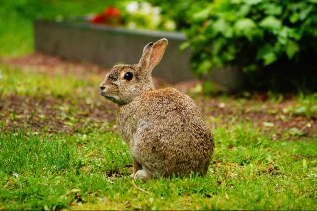How to Create a Safe and Comfortable Outdoor Bunny Habitat – Urbaki Pets