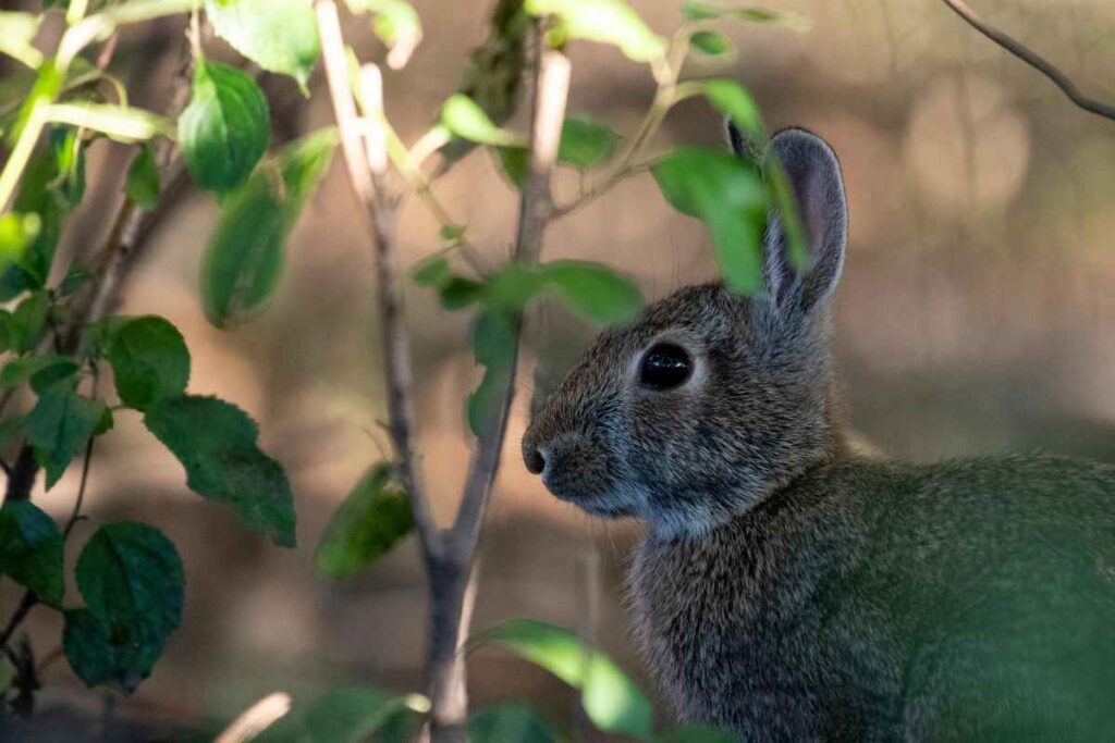 How to Create a Safe and Comfortable Outdoor Bunny Habitat – Urbaki Pets