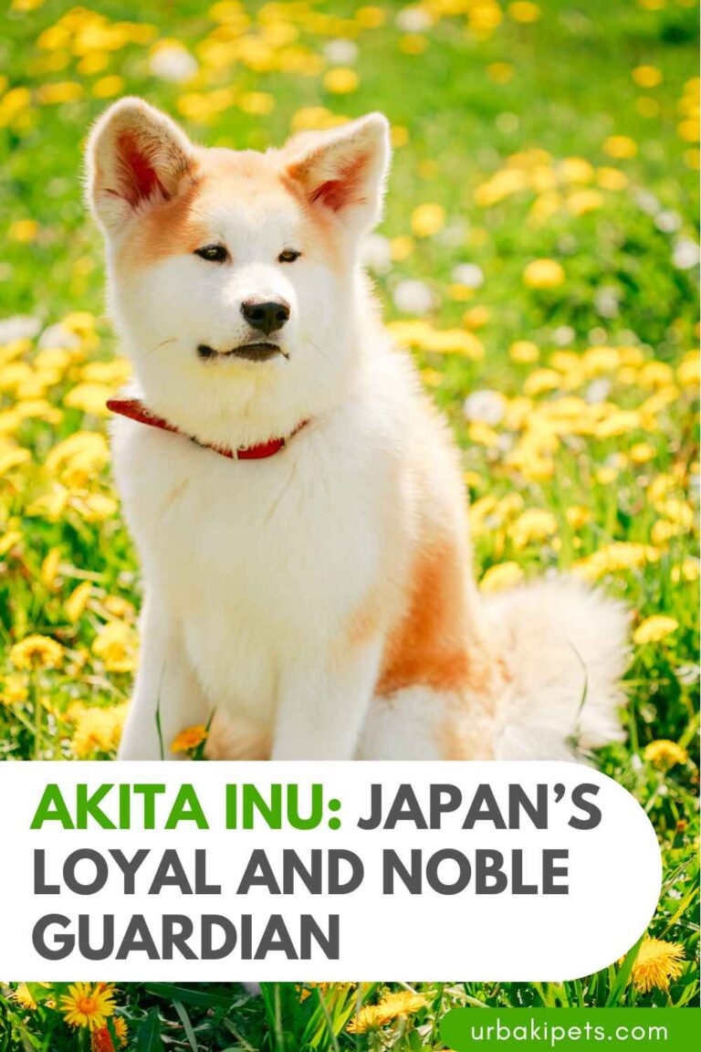 Akita Inu: Japan’s Loyal and Noble Guardian – Urbaki Pets