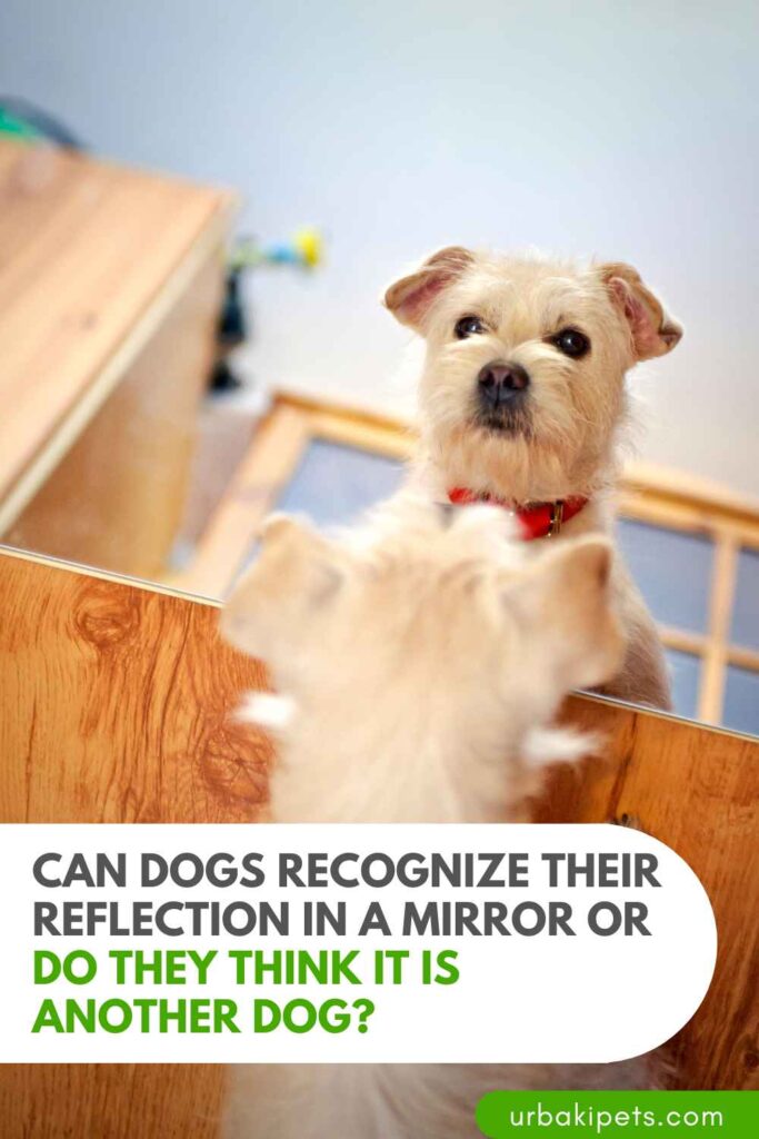 Can Dogs Recognize Their Reflection in a Mirror or do they Think it is ...