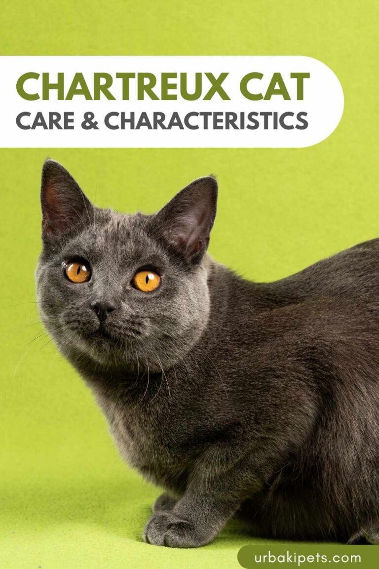 Chartreux Cat: Care and Characteristics – Urbaki Pets