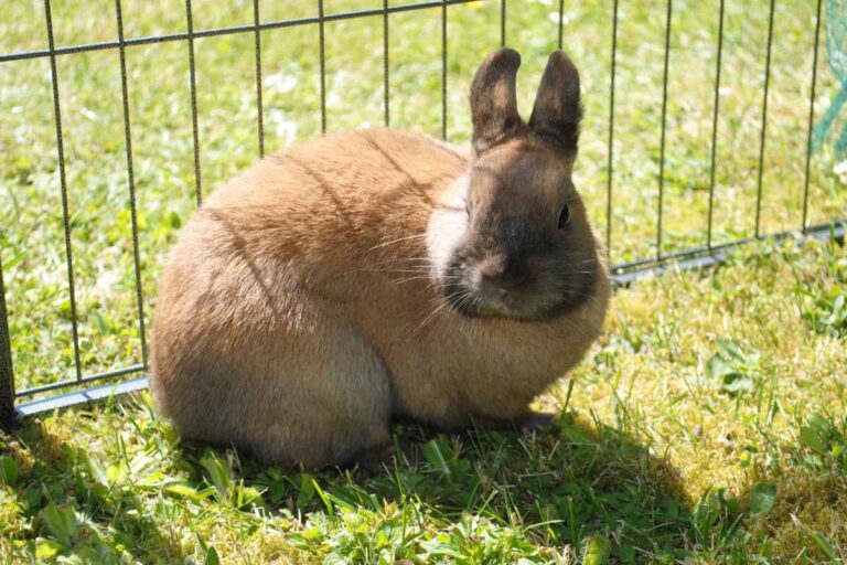 The Ultimate Guide to Outdoor Rabbit Enclosures: Safety, Comfort, and ...