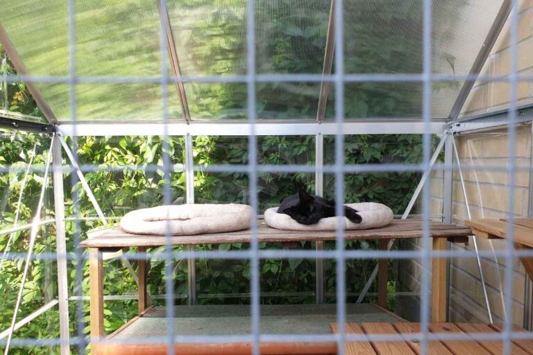 Outdoor Cat Enclosures with Garden Spaces: How to Create a Natural Cat ...