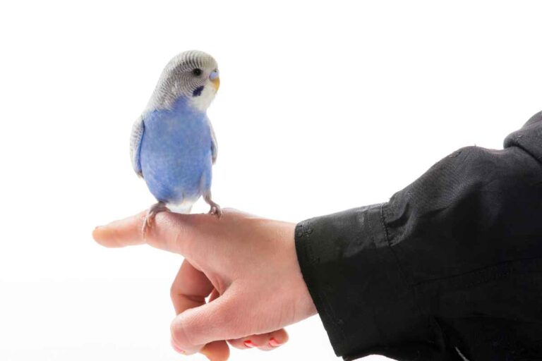 How to Potty Train Your Bird – Urbaki Pets