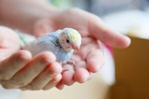 How to Potty Train Your Bird – Urbaki Pets