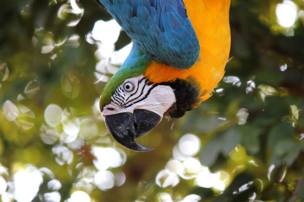 How to Potty Train Your Bird – Urbaki Pets