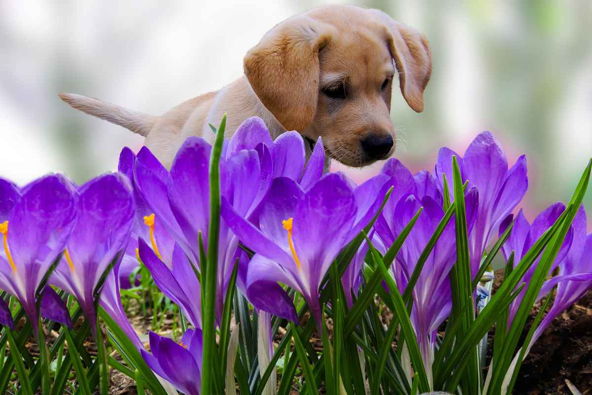 The Best Plants for Dog Friendly Backyard – Urbaki Pets
