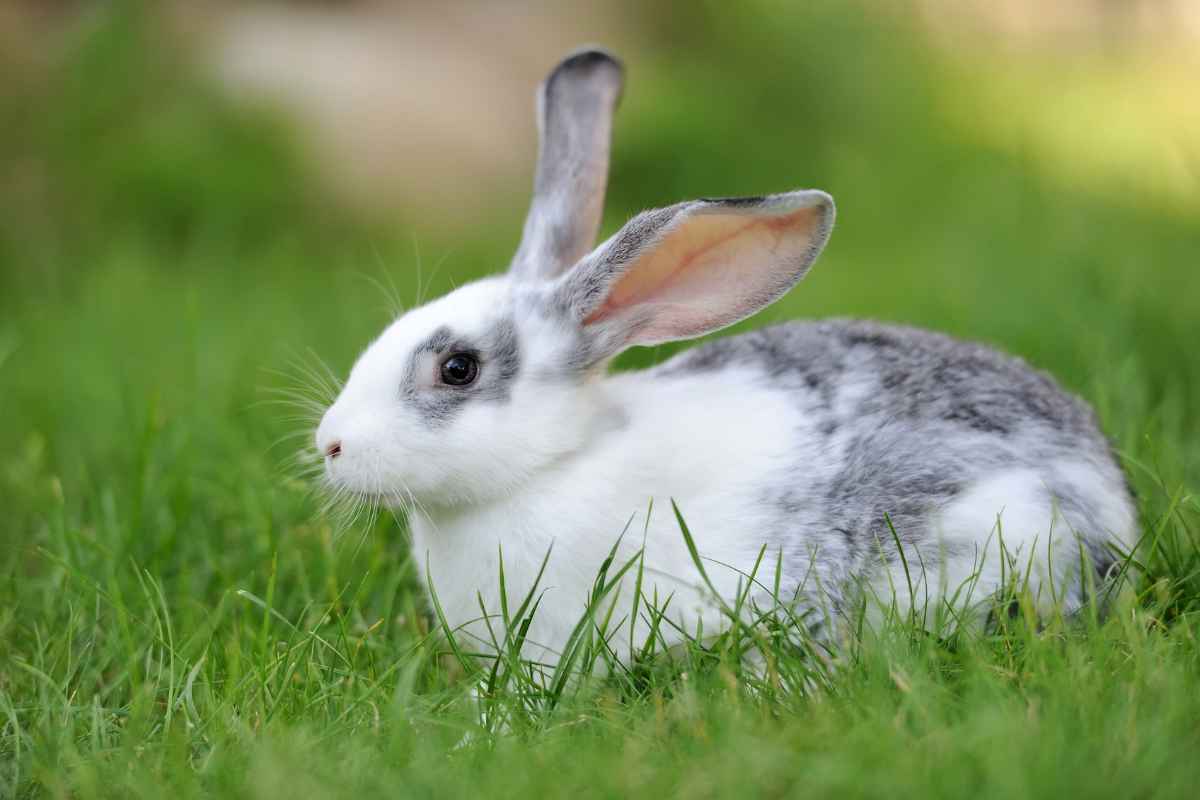 7 Signs Your Rabbit Is Bored – Urbaki Pets