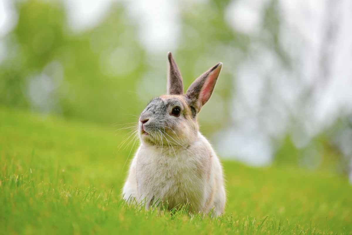 7 Signs Your Rabbit Is Bored – Urbaki Pets