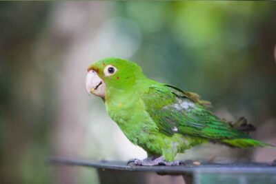 How to Know if Your Bird Has Parasites? – Urbaki Pets