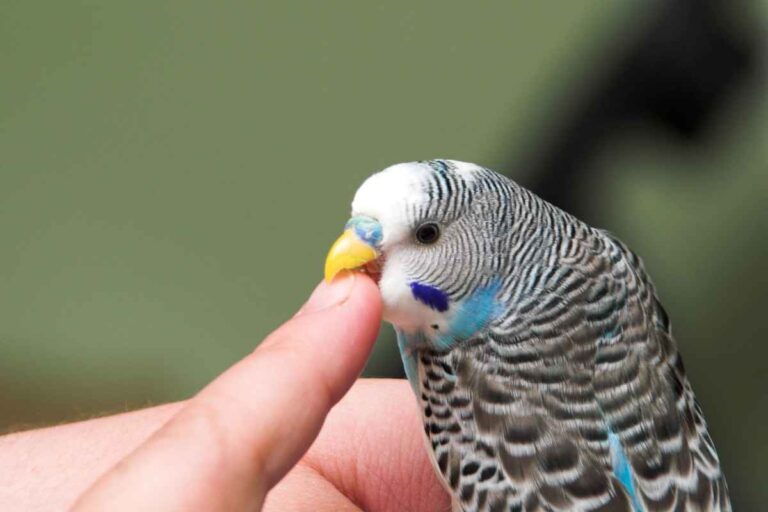 How to Know if Your Bird Has Parasites? – Urbaki Pets