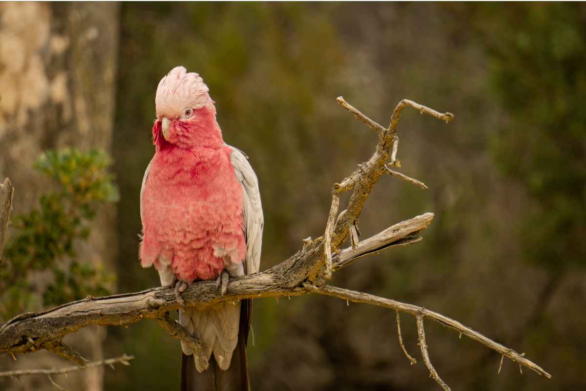 How to Know if Your Bird Has Parasites? – Urbaki Pets