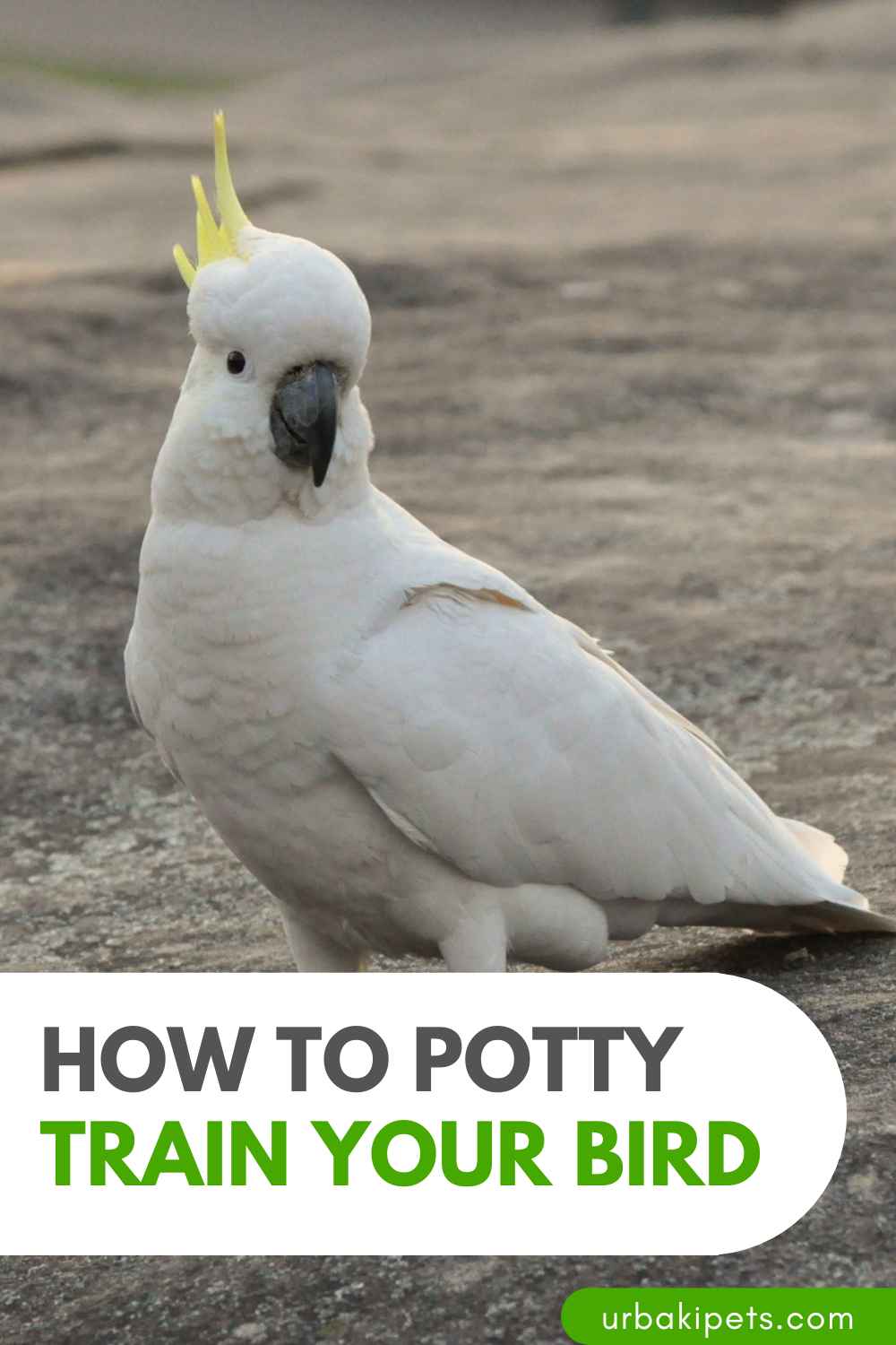 How to Potty Train Your Bird – Urbaki Pets