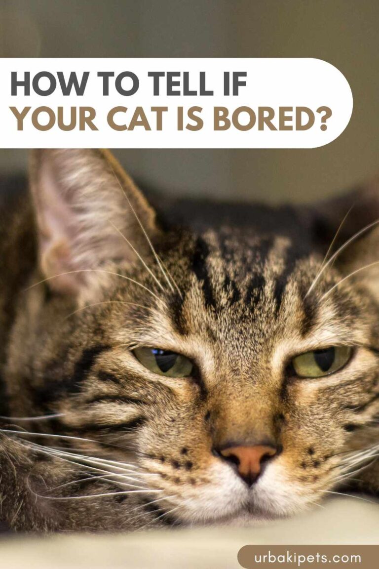 How to Tell If Your Cat Is Bored? – Urbaki Pets
