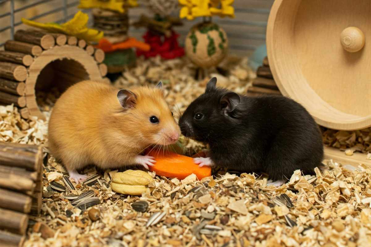 Is It Better to Have a Hamster Alone or in Pairs? – Urbaki Pets