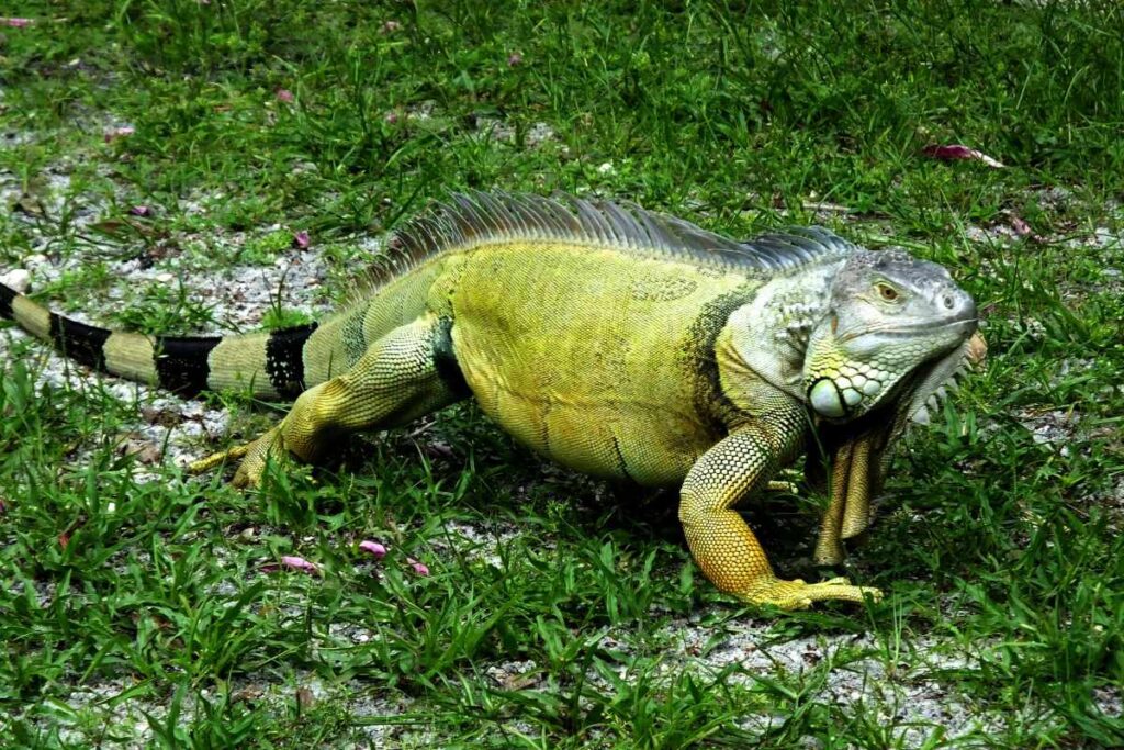 Tips for Caring for an Iguana in Cold Climates – Urbaki Pets
