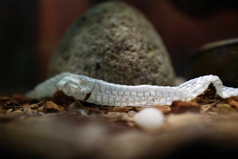 Shedding in Snakes – What to Expect and How to Help – Urbaki Pets