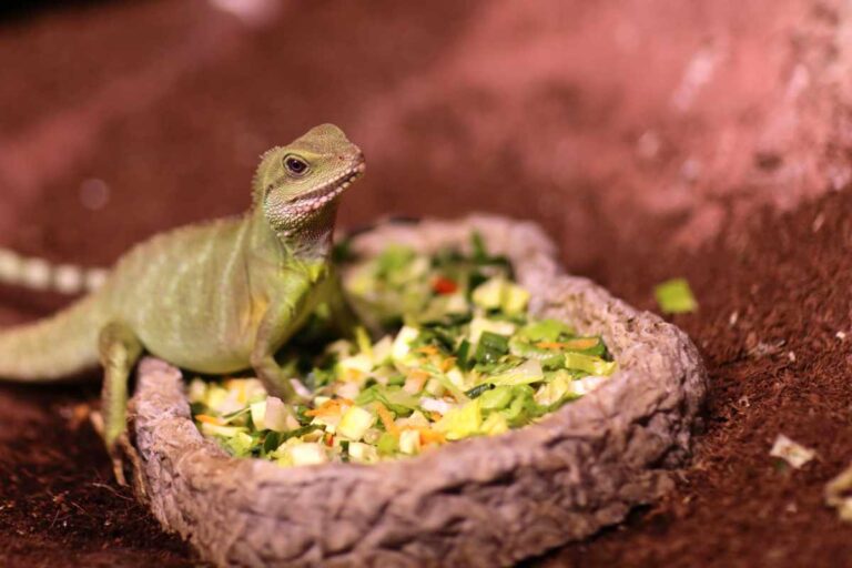 Herbivorous Reptile Diet – The Complete Guide to Healthy Feeding ...