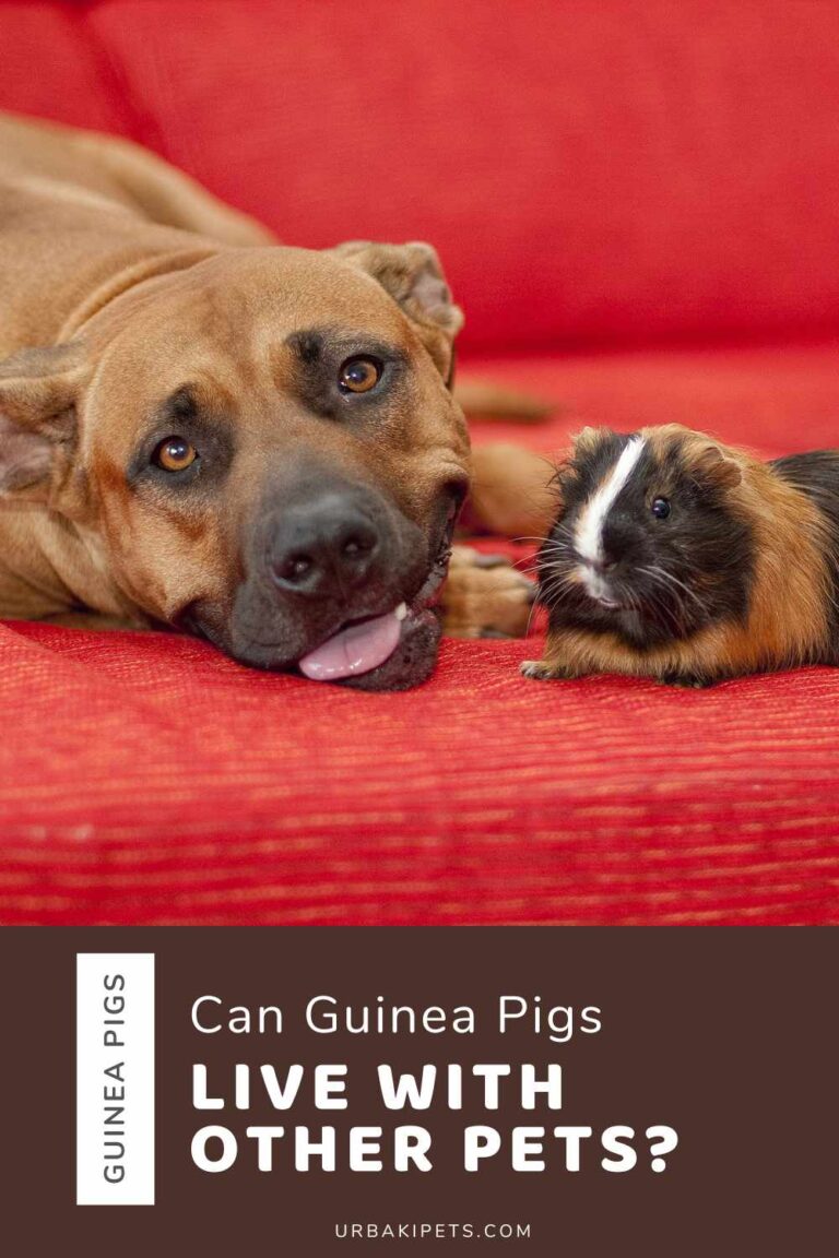 Can Guinea Pigs Live with Other Pets? – Urbaki Pets