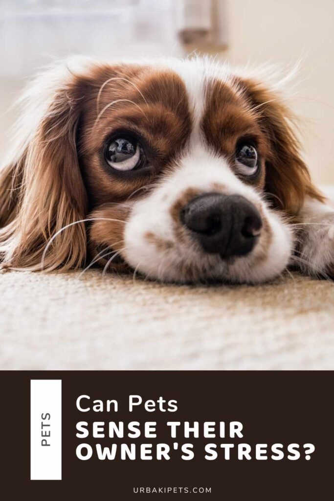 Can Pets Sense Their Owner’s Stress? – Urbaki Pets