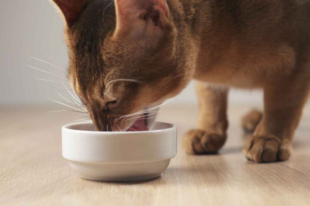 Can Pets Eat Hummingbird Bread? What You Need to Know – Urbaki Pets