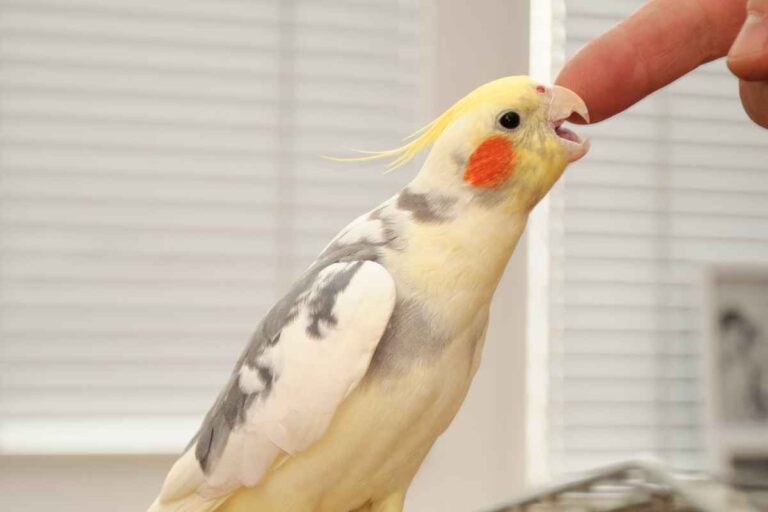 Why Your Bird Might Be Biting You – And What It’s Really Trying to Say ...