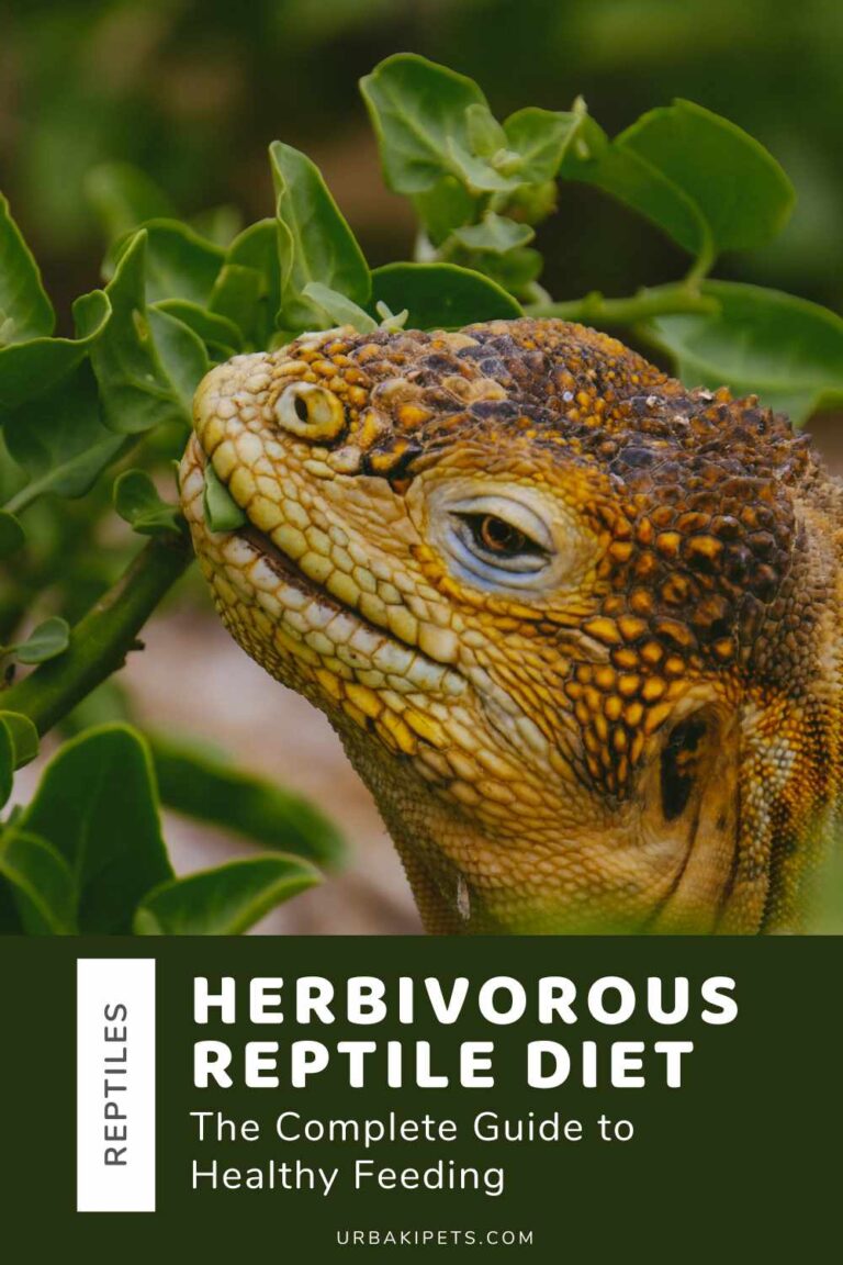 Herbivorous Reptile Diet – The Complete Guide to Healthy Feeding ...