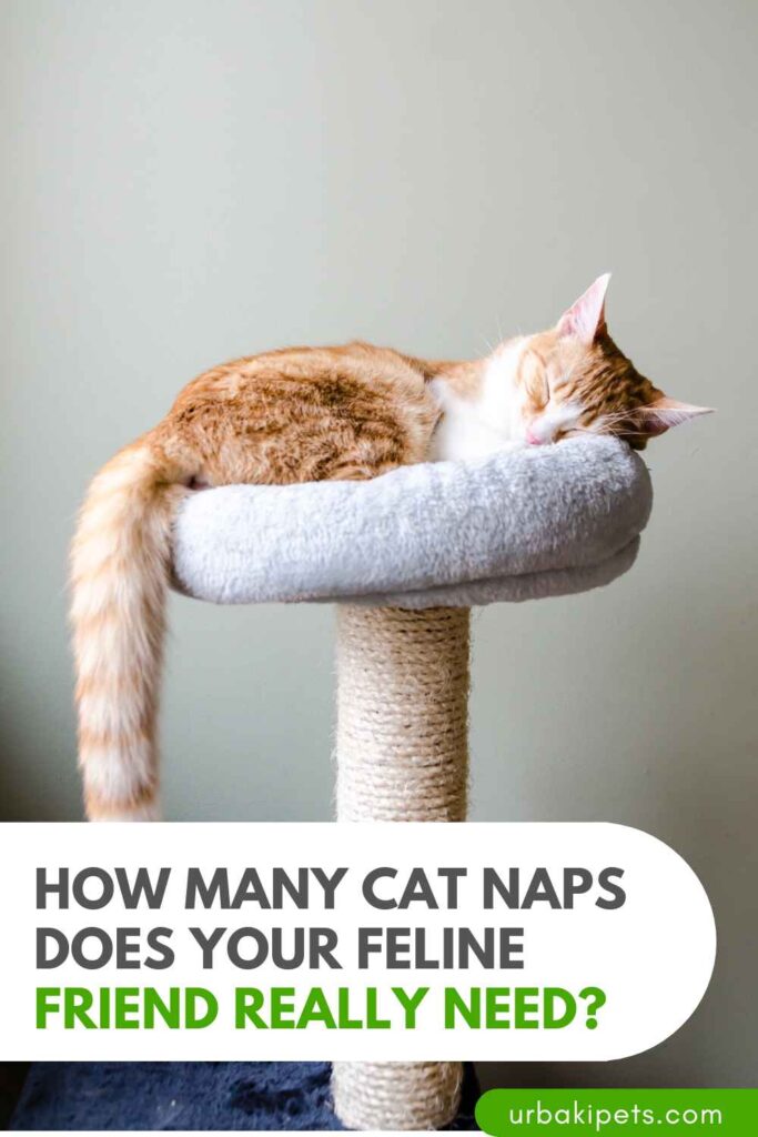 How Many Cat Naps Does Your Feline Friend Really Need? – Urbaki Pets