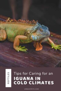 Tips for Caring for an Iguana in Cold Climates – Urbaki Pets