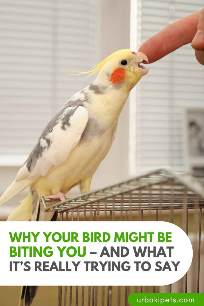 Why Your Bird Might Be Biting You – And What It’s Really Trying to Say ...