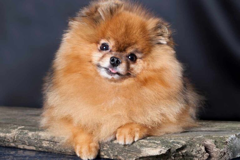 Pomeranian – A Furball with a Big Personality – Urbaki Pets