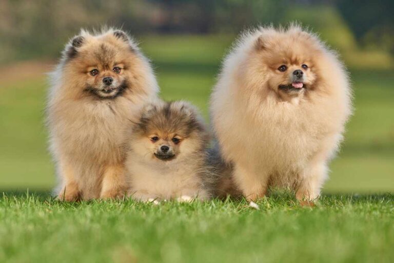 Pomeranian – A Furball with a Big Personality – Urbaki Pets