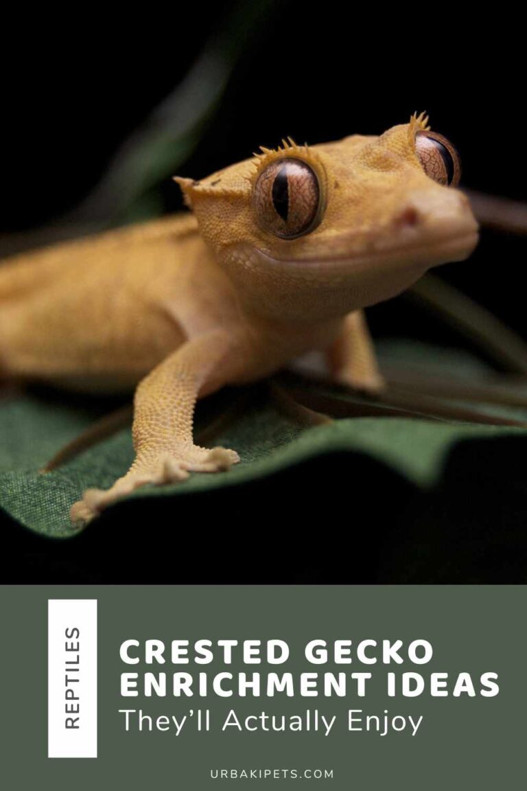 Crested Gecko Enrichment Ideas They’ll Actually Enjoy – Urbaki Pets