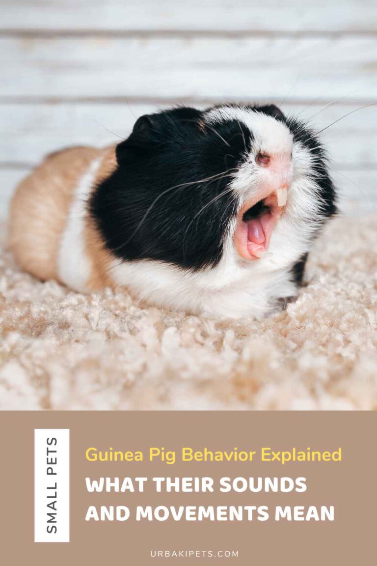 Guinea Pig Behavior Explained: What Their Sounds and Movements Mean ...