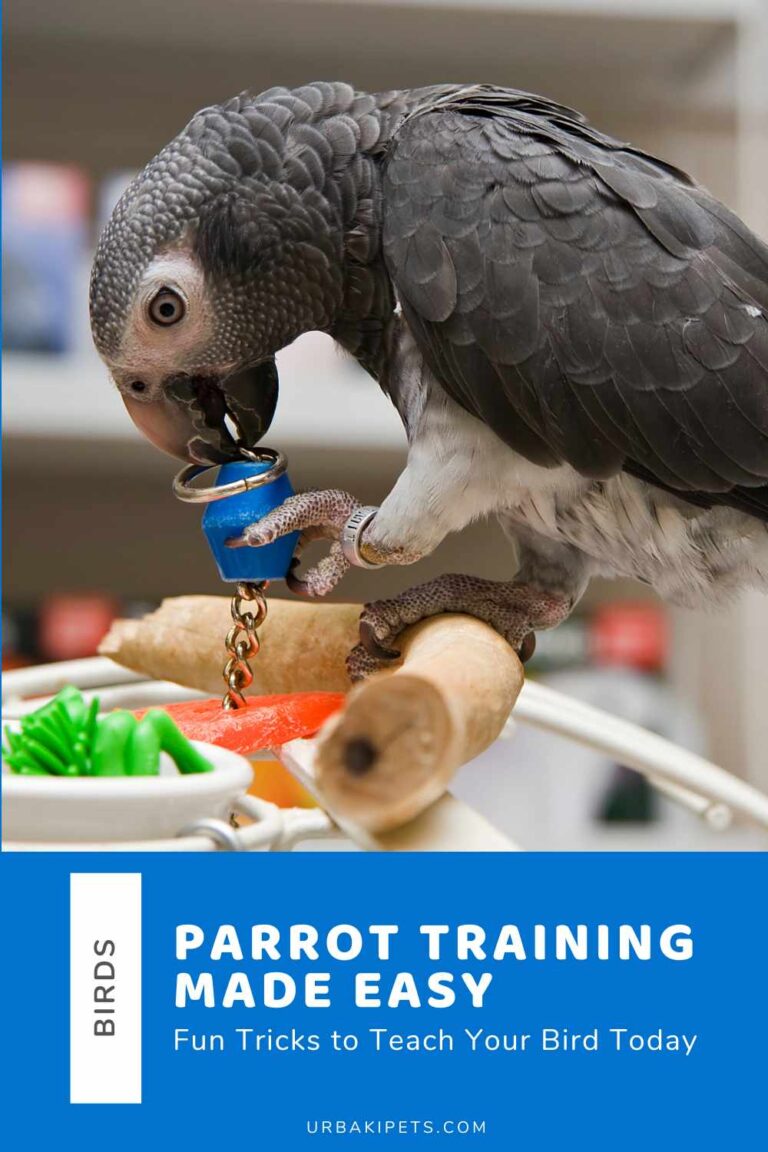 Parrot Training Made Easy: Fun Tricks to Teach Your Bird Today – Urbaki ...