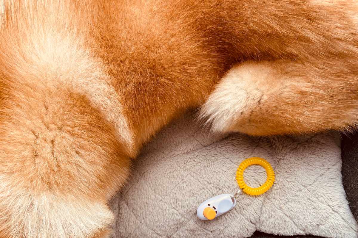 Clicker Training for Rabbits: Yes, It’s a Thing (And It Works ...