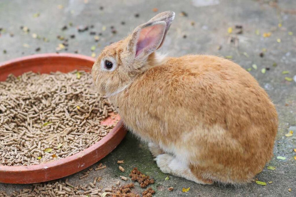 Preventing Obesity in Rabbits – Causes and Healthy Lifestyle Tips ...