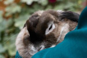 Caring for Senior Rabbits – What Changes to Expect and How to Help ...