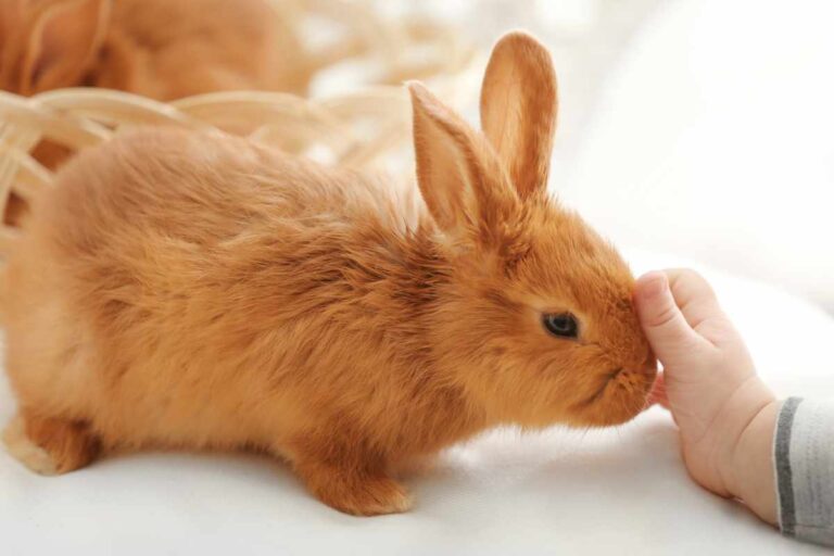 Socializing Your Rabbit – 5 Simple Tips for a Friendly Bunny – Urbaki Pets